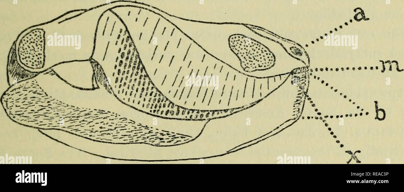 . The Conchologists' exchange. Mollusks. THE NAUTILUS. 101 anterior end ...