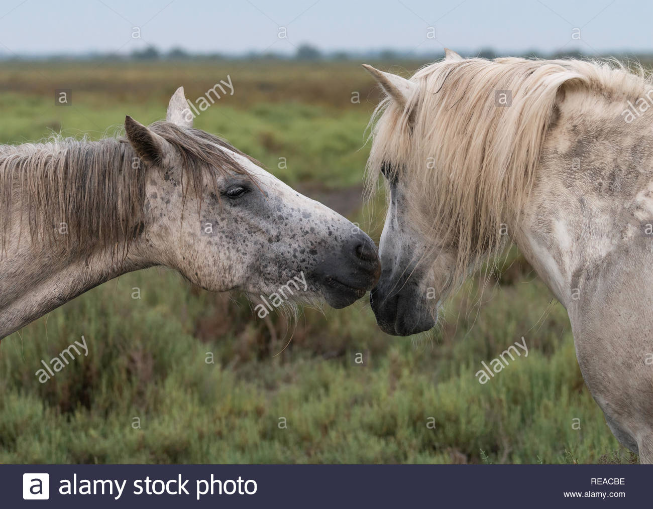 Mud Splashed Stock Photos & Mud Splashed Stock Images - Alamy