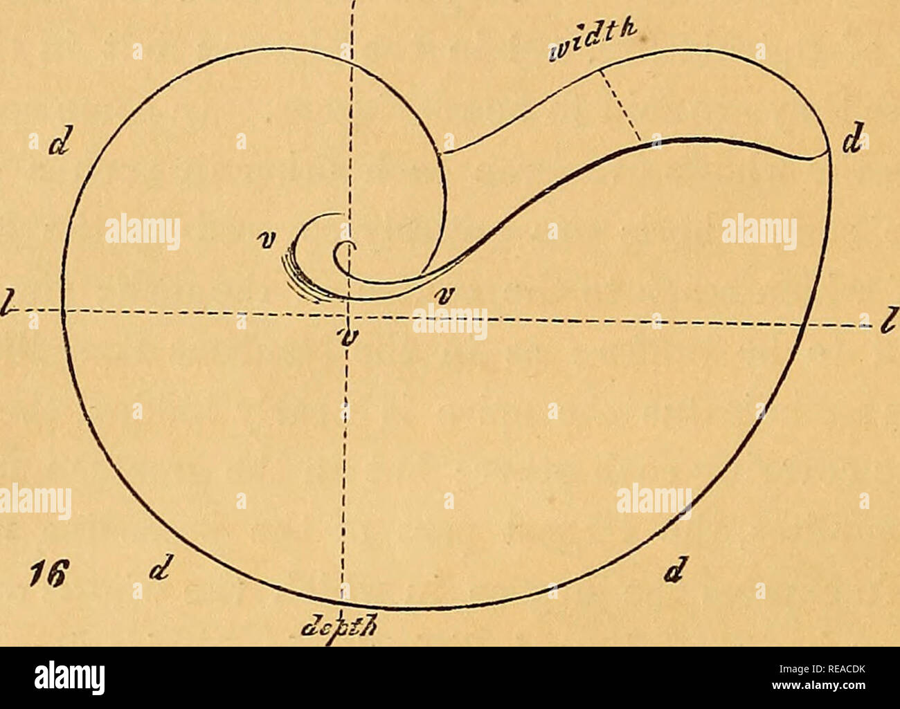 Convolute shells hi-res stock photography and images - Alamy