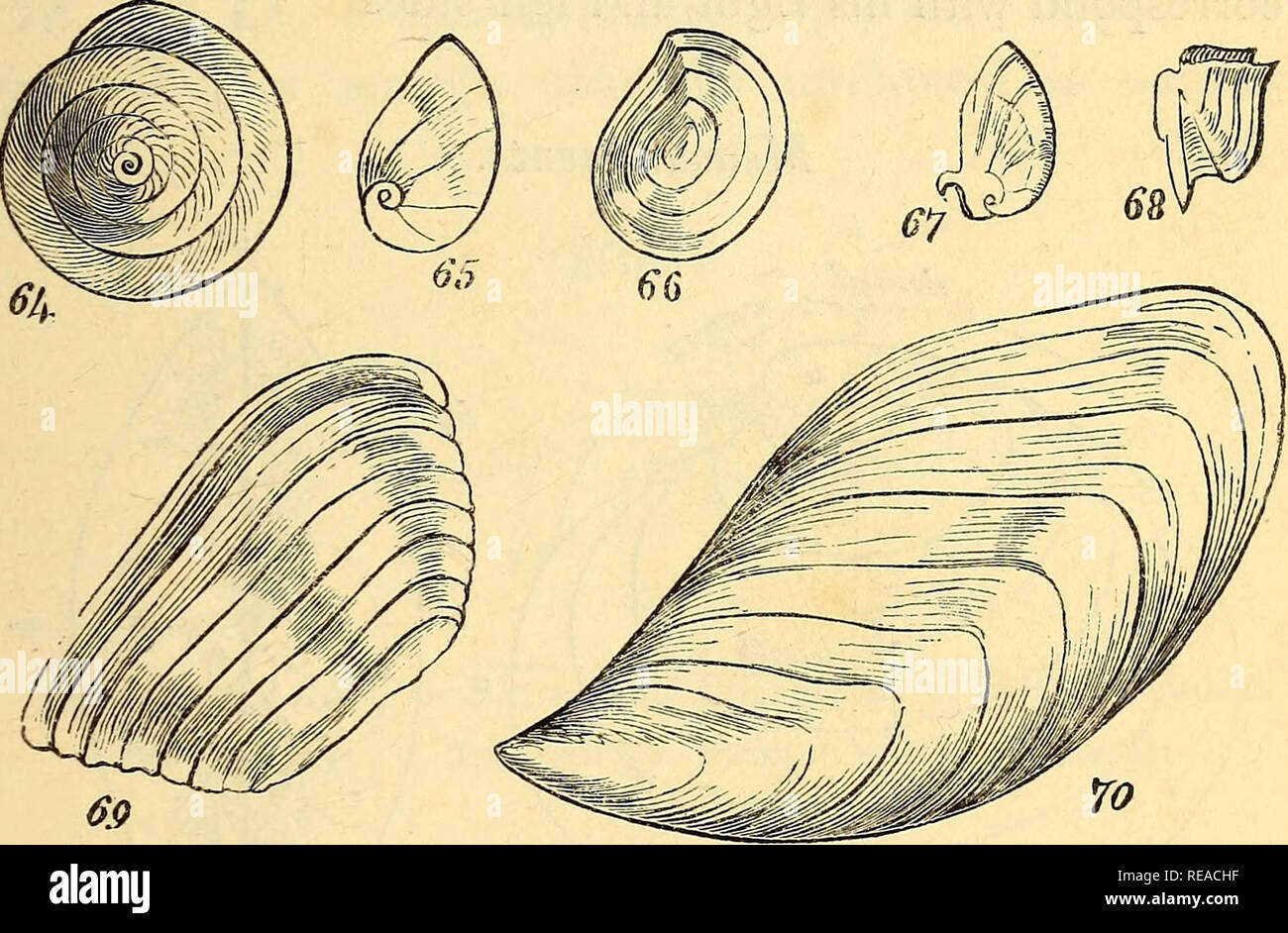 . A conchological manual. Shells. INTRODUCTION. 31 each other all ...