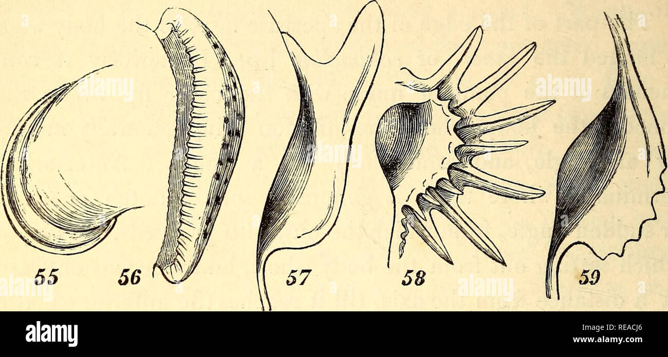 . A conchological manual. Shells. 28 INTRODUCTION. Outer Lips.. Fig. 25 ...