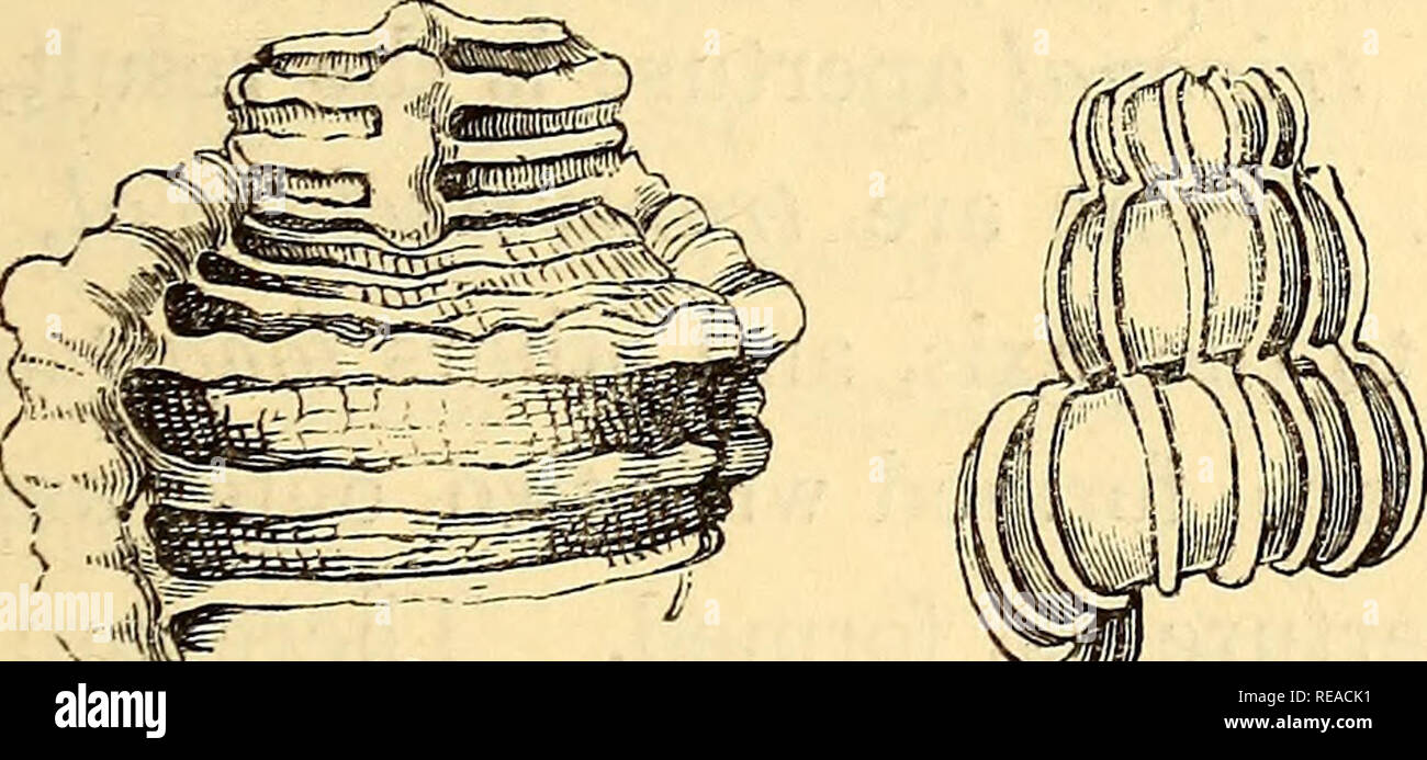 Introduction of subsequent stages hi-res stock photography and images ...