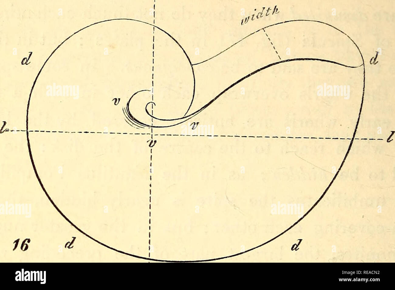 . A conchological manual. Shells. 18 INTRODUCTION. Measurement of ...