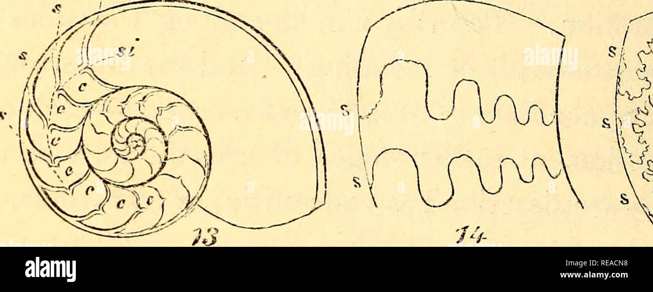 . A conchological manual. Shells. 16 INTRODUCTION. Septa, The septa are ...
