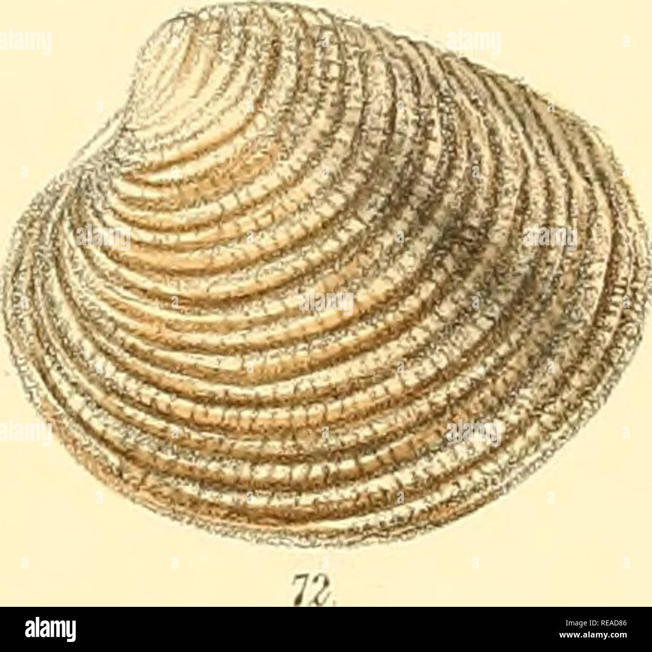 . Conchologia iconica, or, Illustrations of the shells of molluscous ...