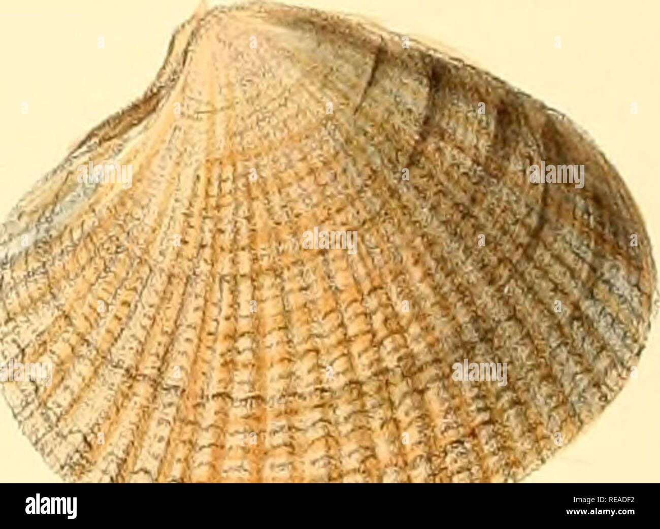 . Conchologia iconica, or, Illustrations of the shells of molluscous ...