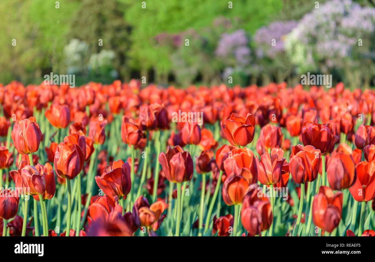 Amsterdam garden hi-res stock photography and images - Alamy