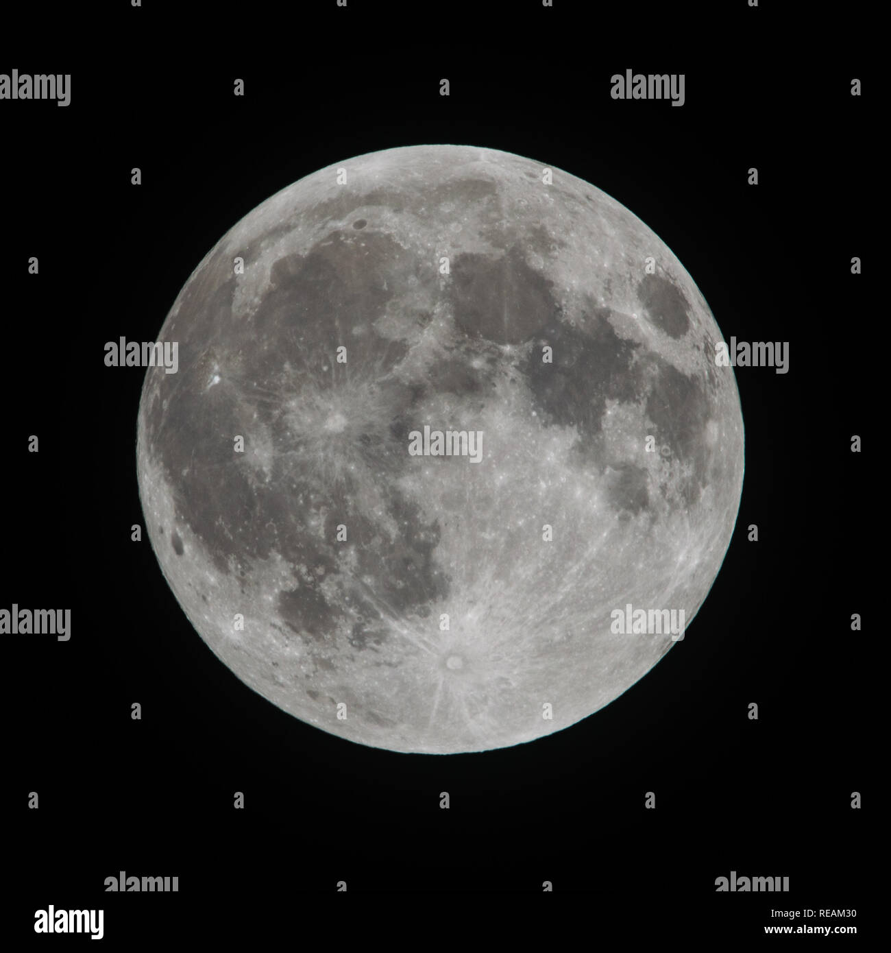 January wolf supermoon hi-res stock photography and images - Alamy