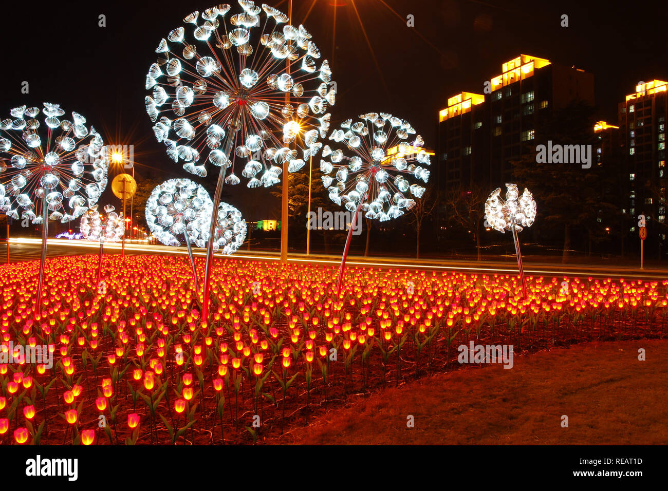 Rongcheng, Rongcheng, China. 21st Jan, 2019. Weihai, CHINA-Thousands of ...