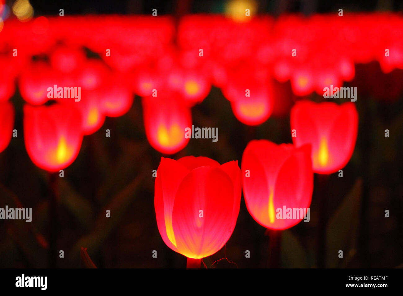 Rongcheng, Rongcheng, China. 21st Jan, 2019. Weihai, CHINA-Thousands of ...