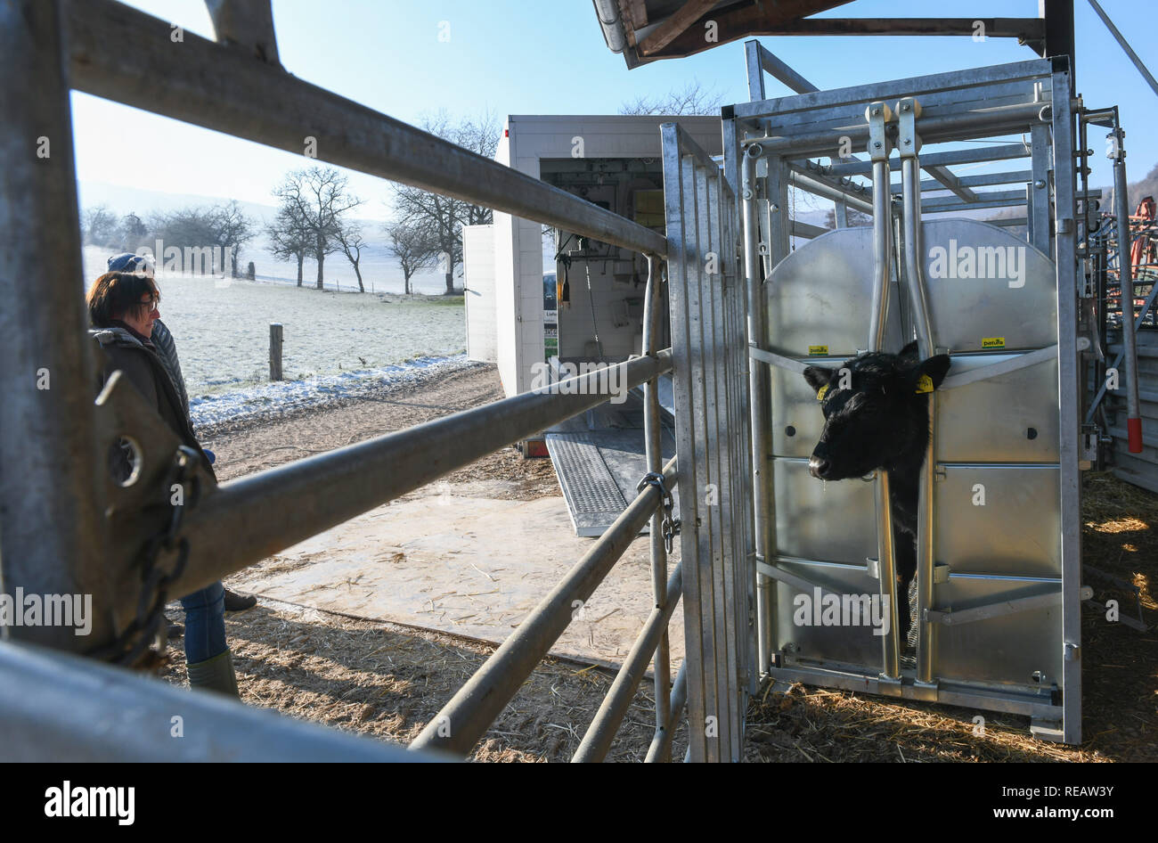 Witzenhausen, Germany. 21st Jan, 2019. A cow is in the drive trap of ...