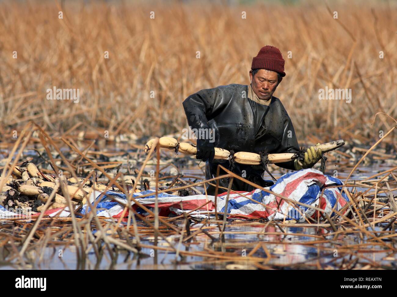 Huai'an, China. 21st January 2109. Farmers pick lotus roots at Sheyang ...