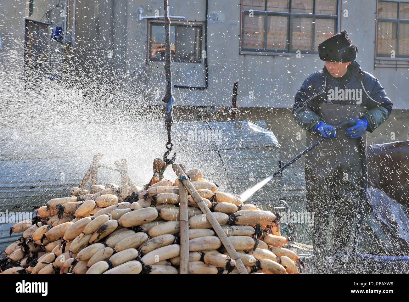 Huai'an, China. 21st January 2109. Farmers pick lotus roots at Sheyang ...