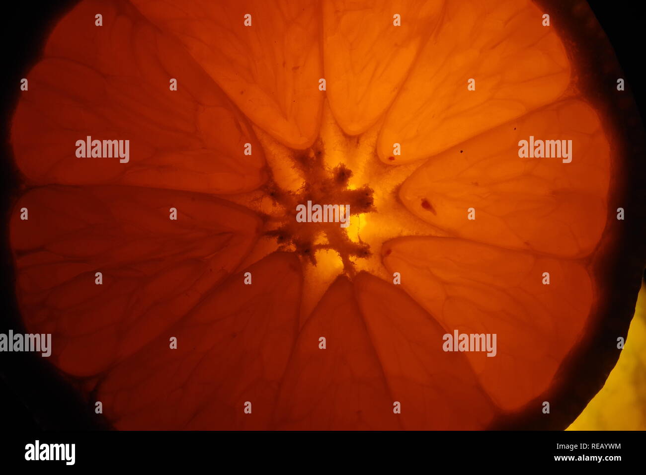 Backlit Cut in Half Clementine (Citrus × clementina) Close Up against a ...