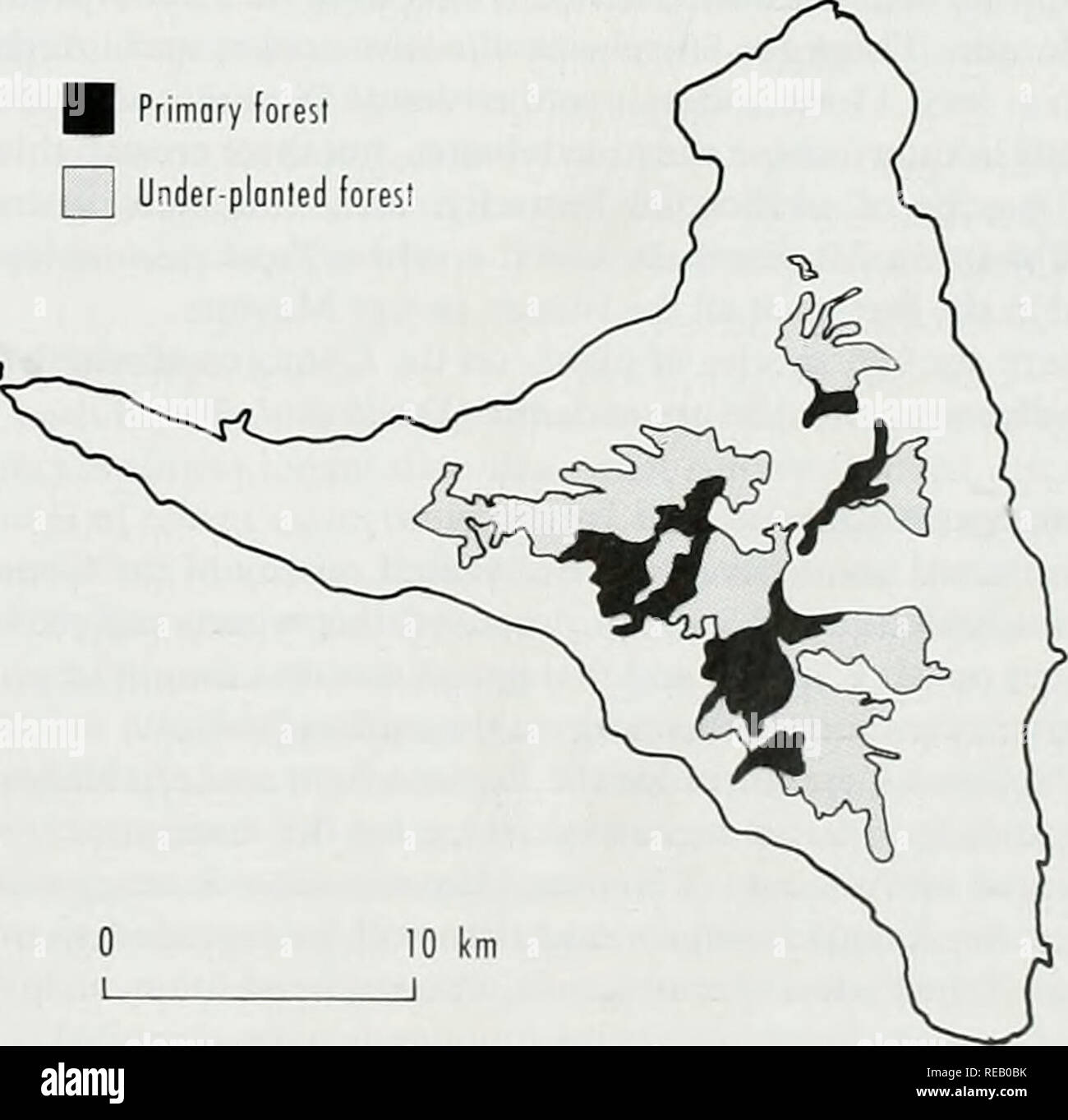 Olea africana hi-res stock photography and images - Alamy