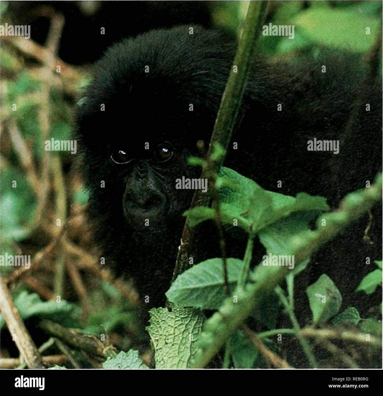 Virunga volcano conservation region hi-res stock photography and images ...