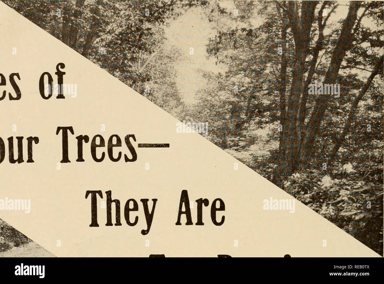 . Conservation. Forests and forestry. Your Trees They Are Too Precious ...
