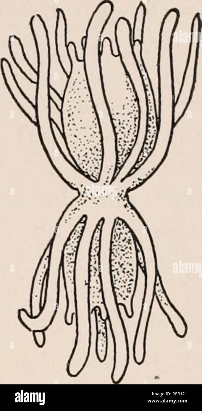 Regenerative processes hi-res stock photography and images - Alamy