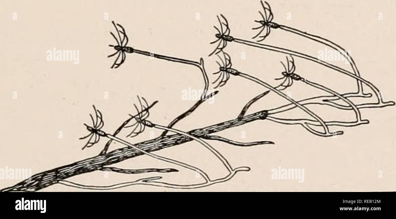 . The dynamics of living matter. Biochemistry; Reproduction ...