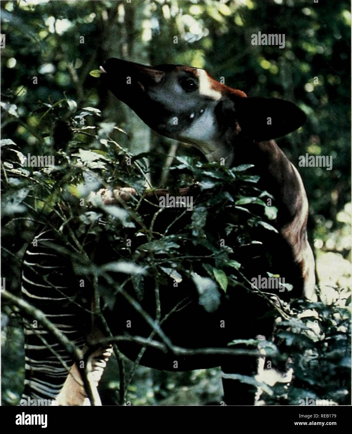 Eliurus hi-res stock photography and images - Alamy