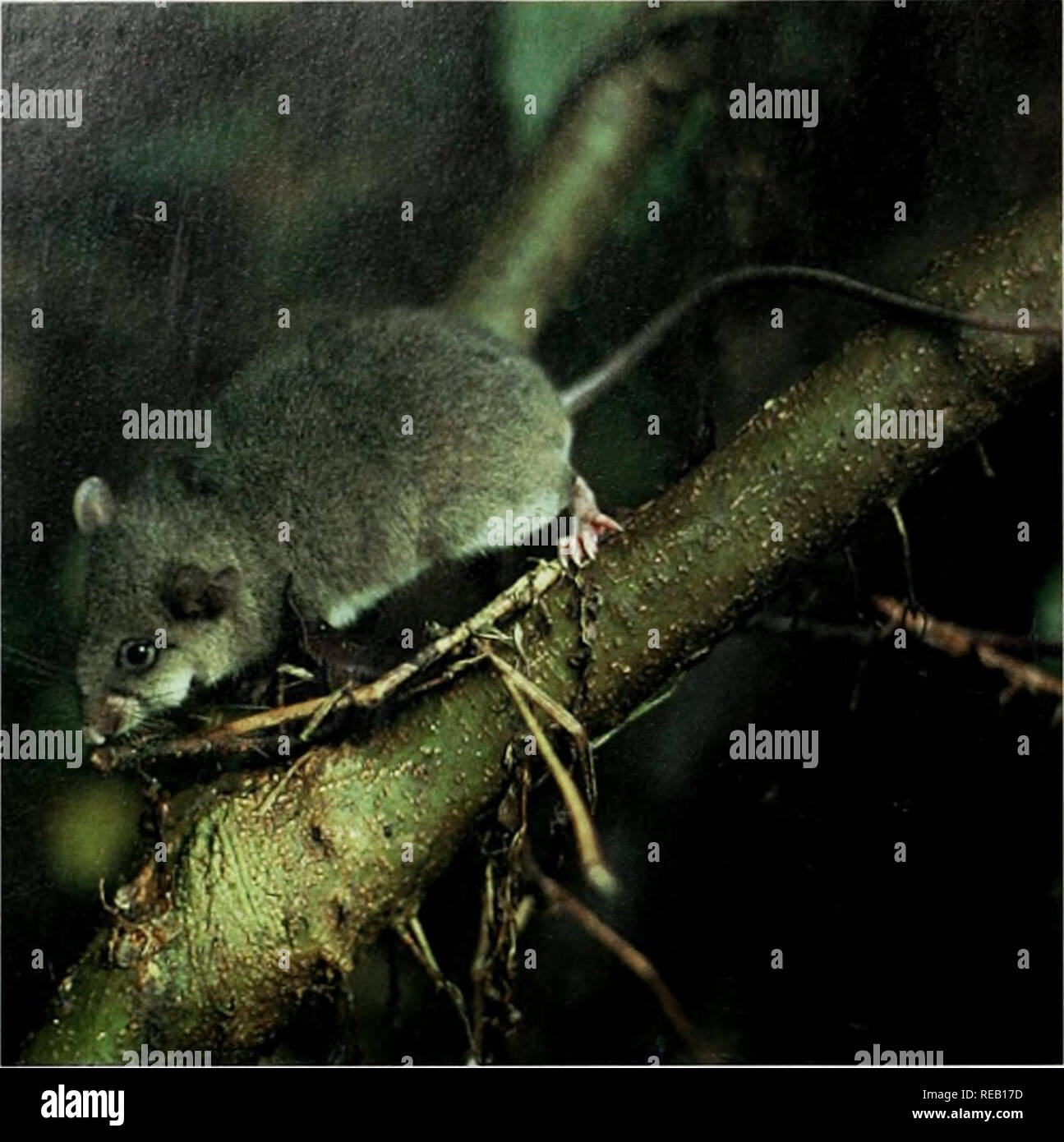 Eliurus hi-res stock photography and images - Alamy