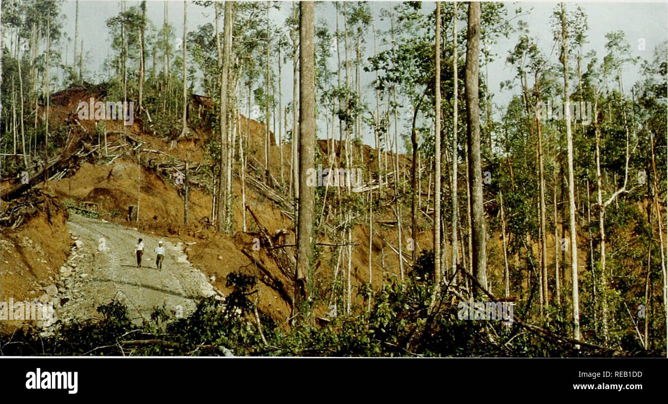 Logged forest indonesia hi-res stock photography and images - Alamy