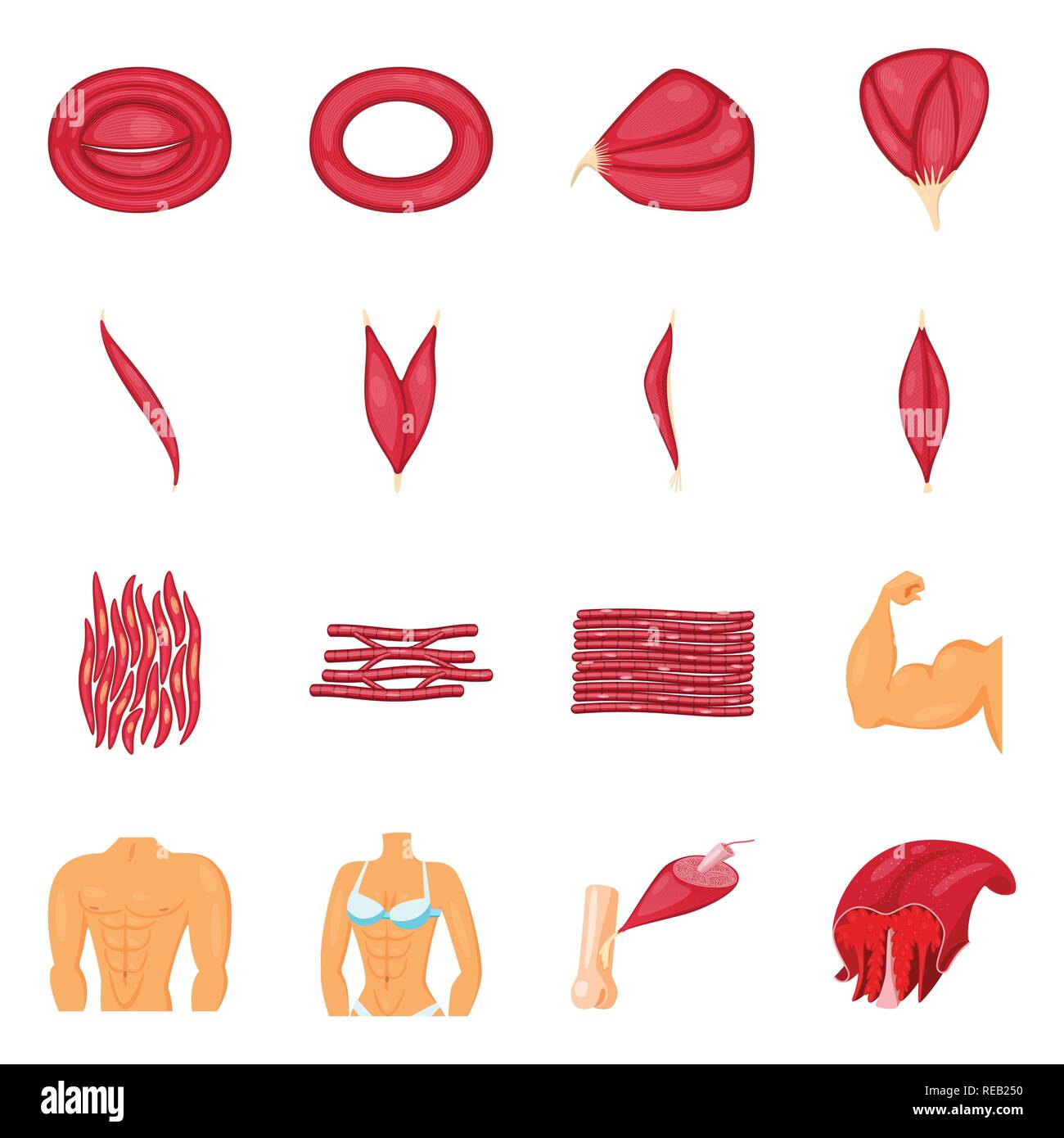 Human mouth cell Stock Vector Images - Alamy