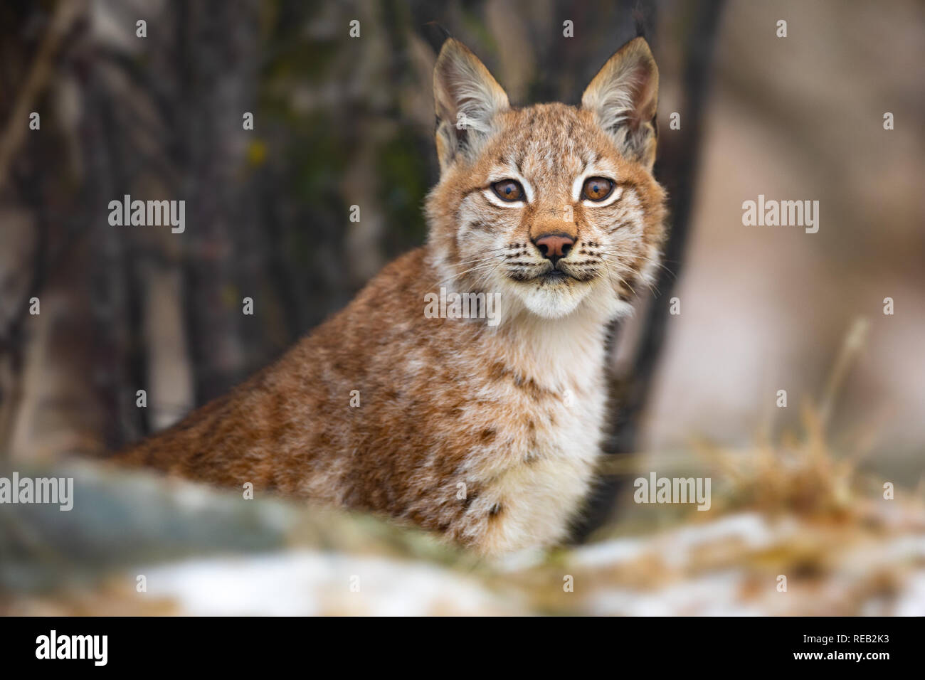 Eurasian lynx sitting in the forest at early winter Stock Photo - Alamy