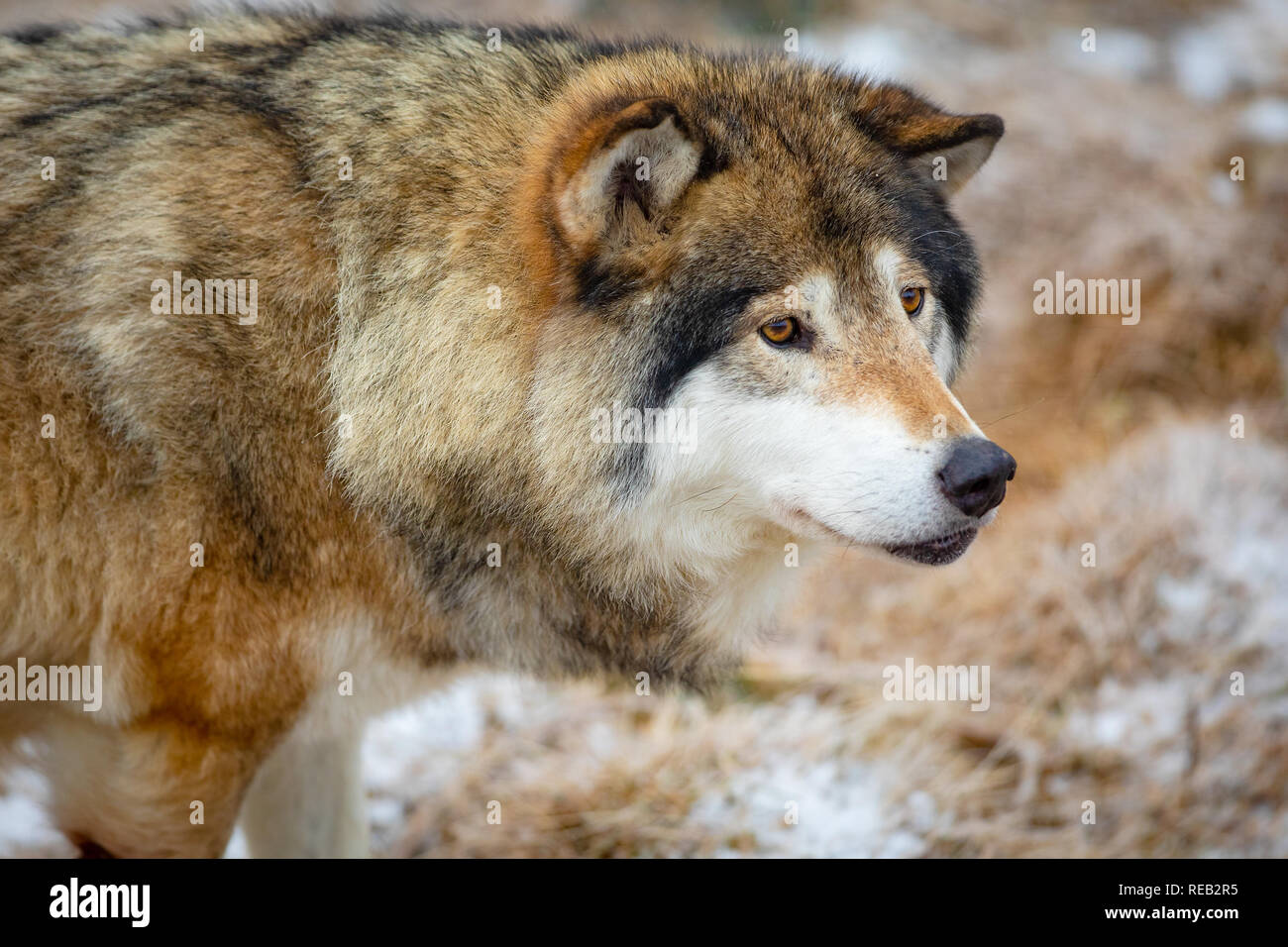 Close-up of male wolf standing in the forest in early winter Stock ...