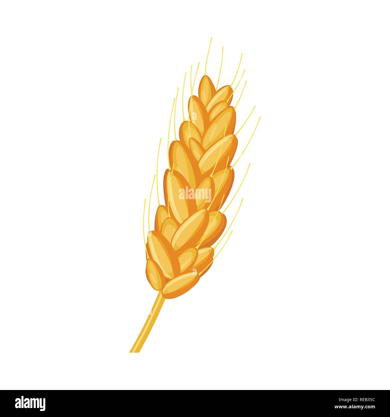 spring,spike,durum,flour,seed,ear,bran,cereal,food,gold,wheat,corn ...