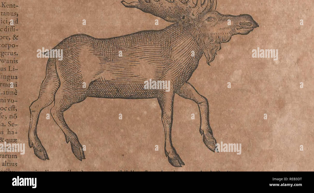 Venatori hi-res stock photography and images - Alamy