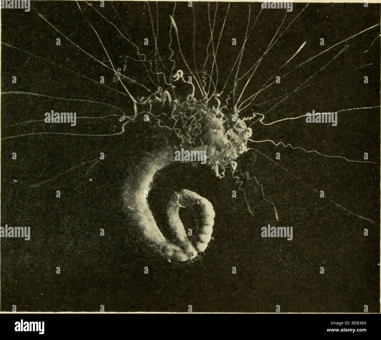 Microscopic sea creatures hi-res stock photography and images - Alamy