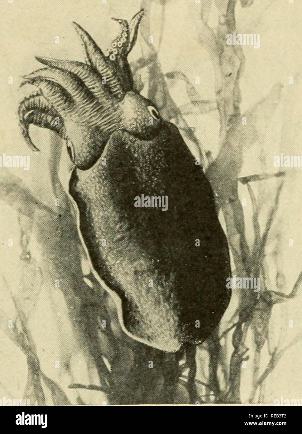 . Dwellers of the sea and shore. Marine animals. Curious Creatures 207 ...