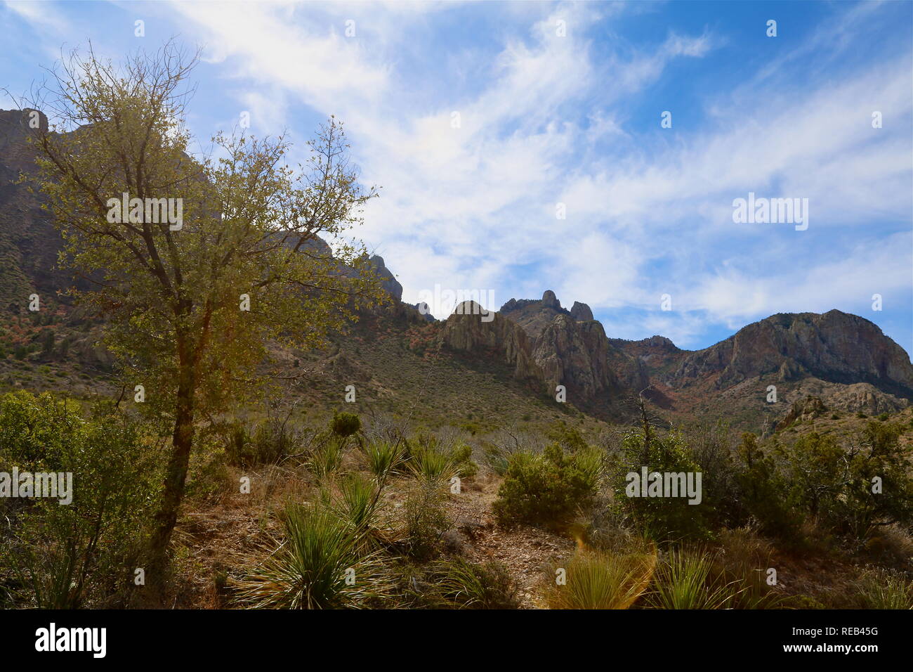 Oak Tree Vista Trail High Resolution Stock Photography and Images - Alamy