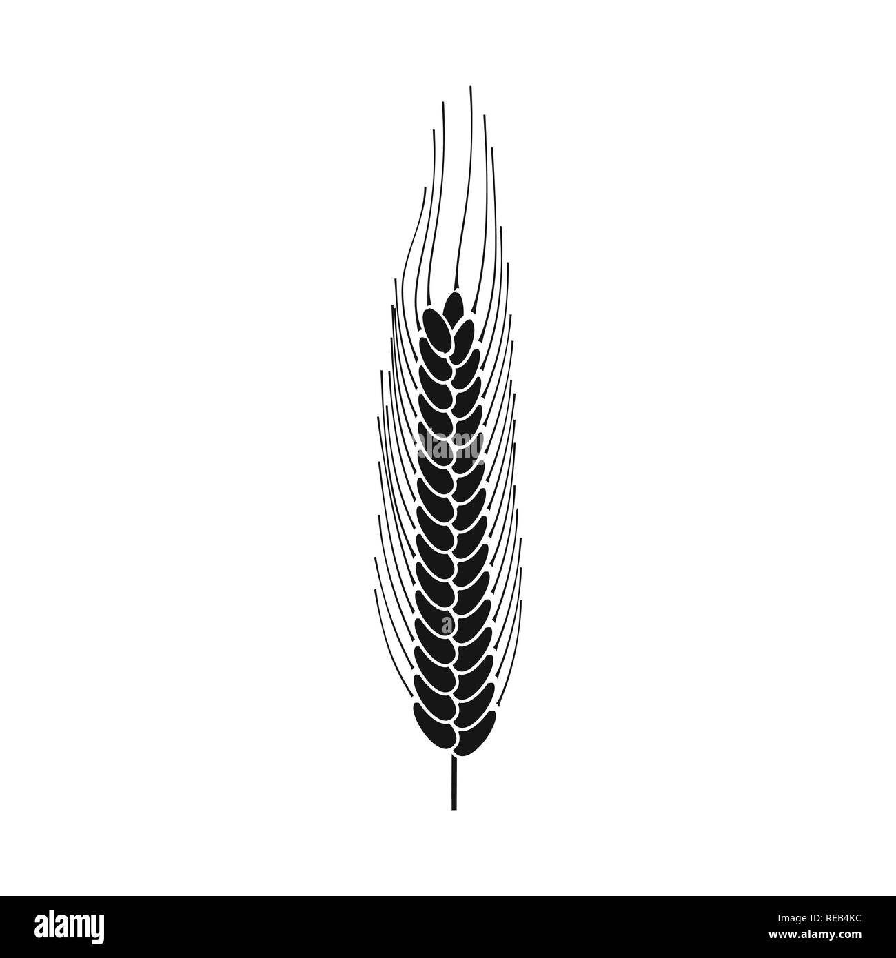 winter,spring,spike,durum,crop,cornfield|,straw,meadow,rural,wheat,corn ...