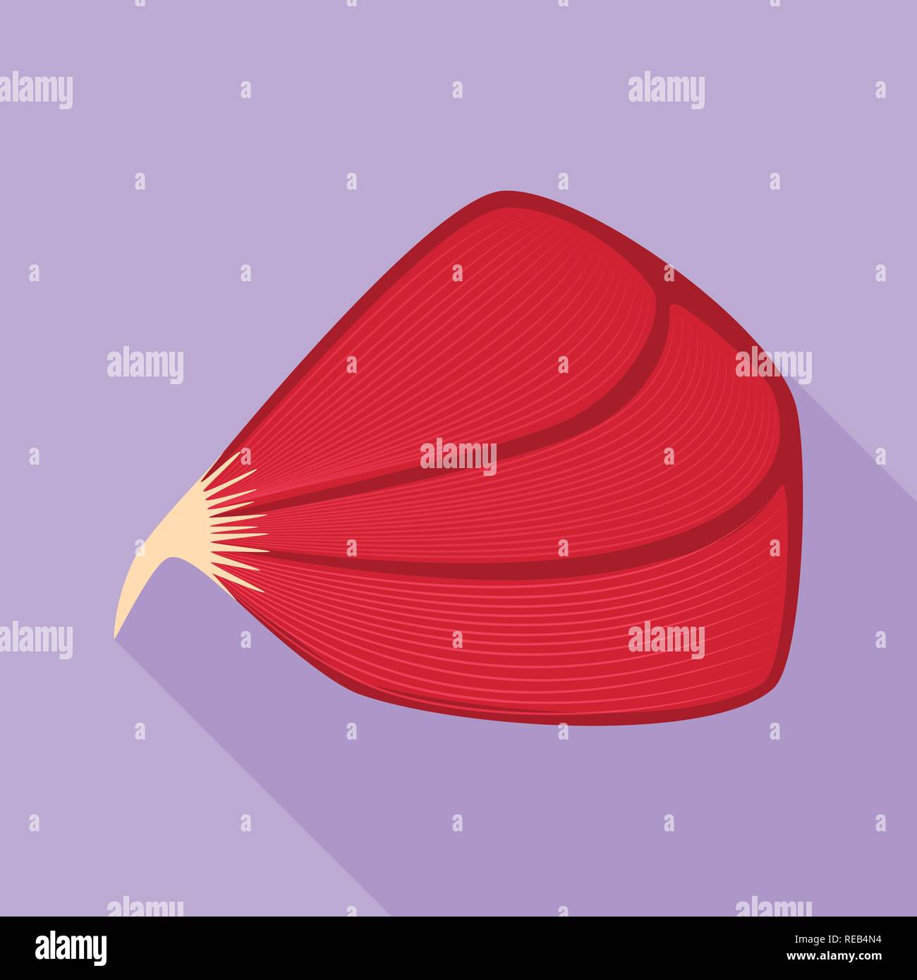 chest,triceps,biceps,deltoid,pectoral,arm,leg,back,abs,shoulder,muscle ...