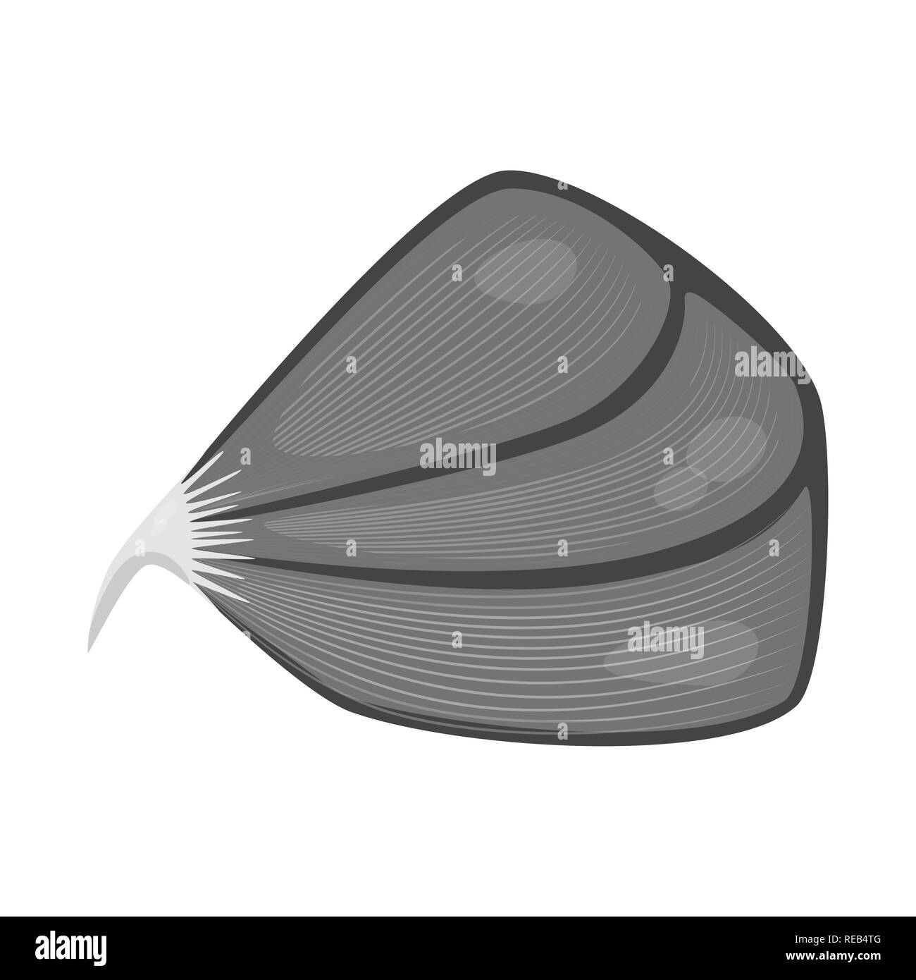 Human anatomy back abs Stock Vector Images - Alamy