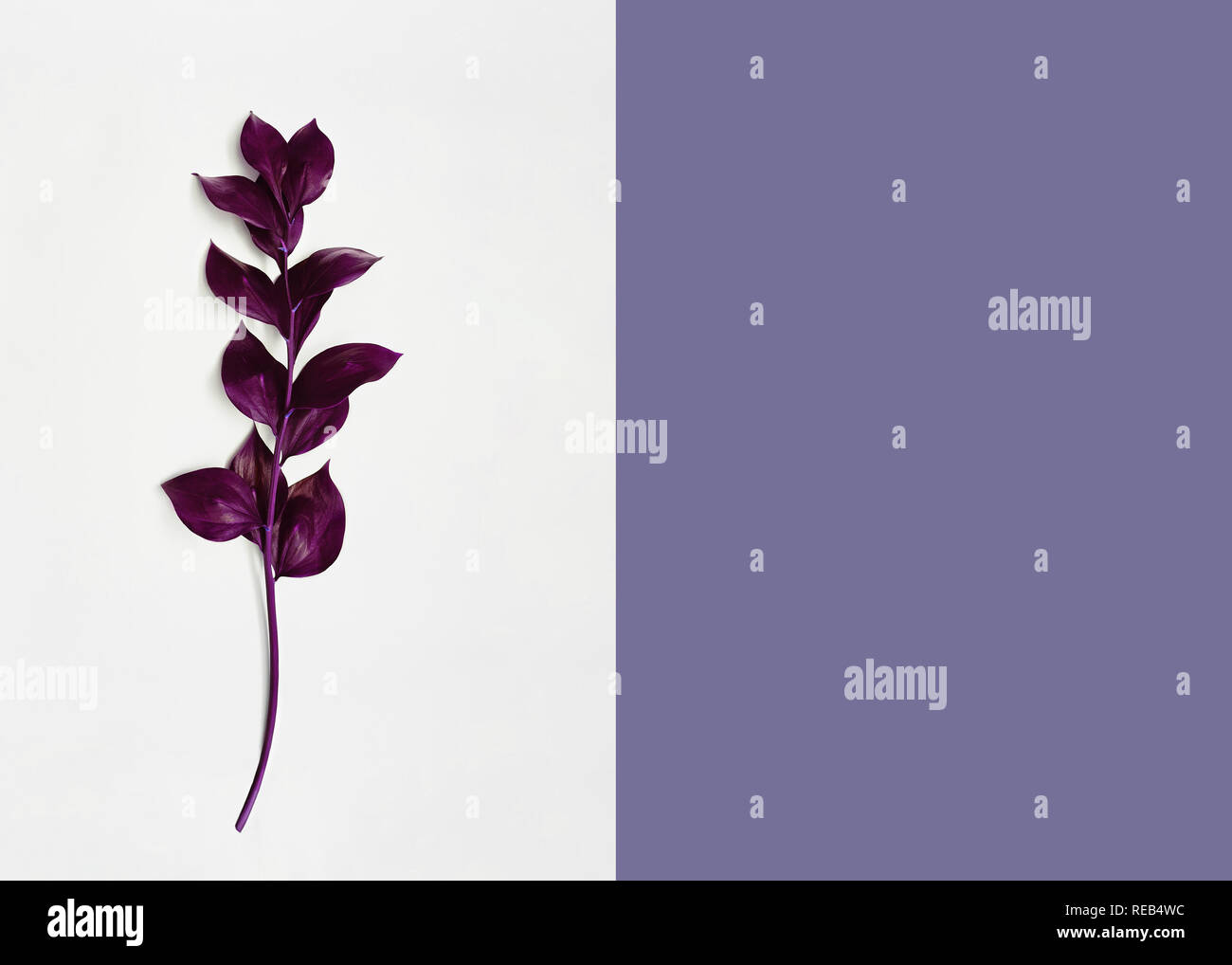 Minimal background with plant Decorative purple branch is lying on a ...