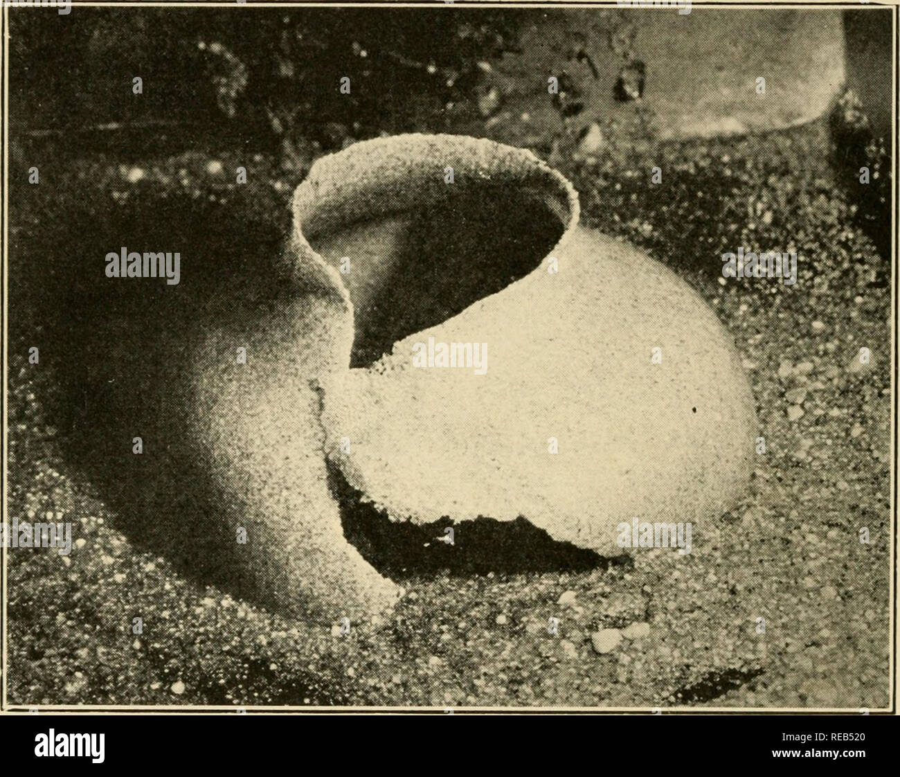 Quincuncial hi-res stock photography and images - Alamy