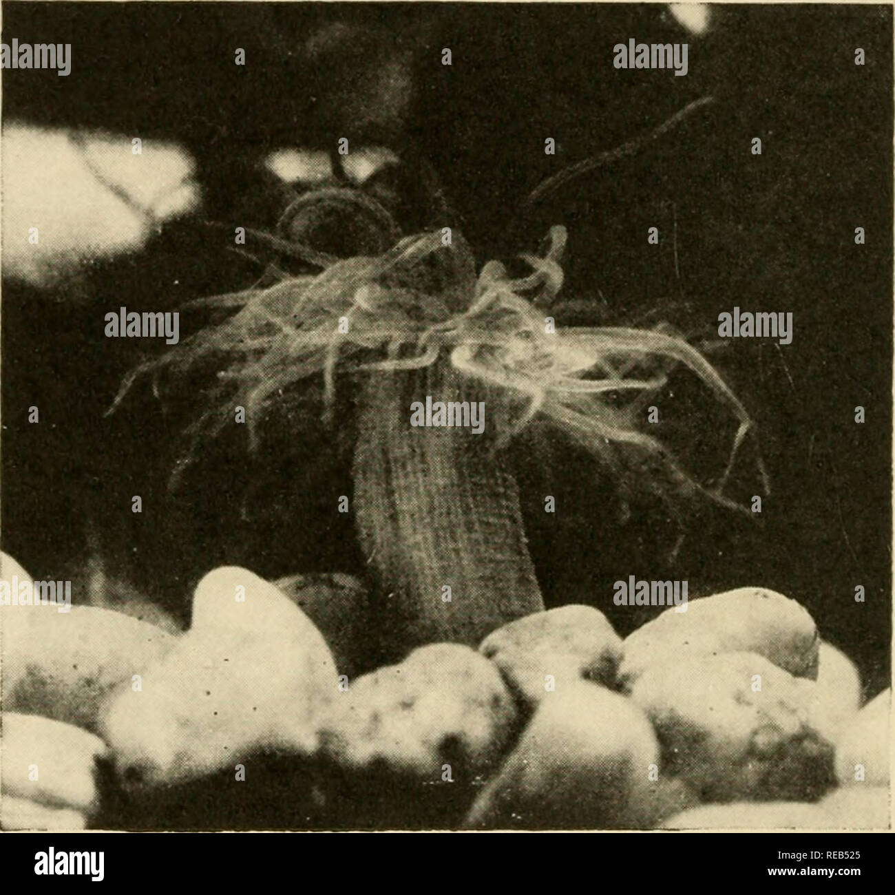 Murderous sea flower hi-res stock photography and images - Alamy