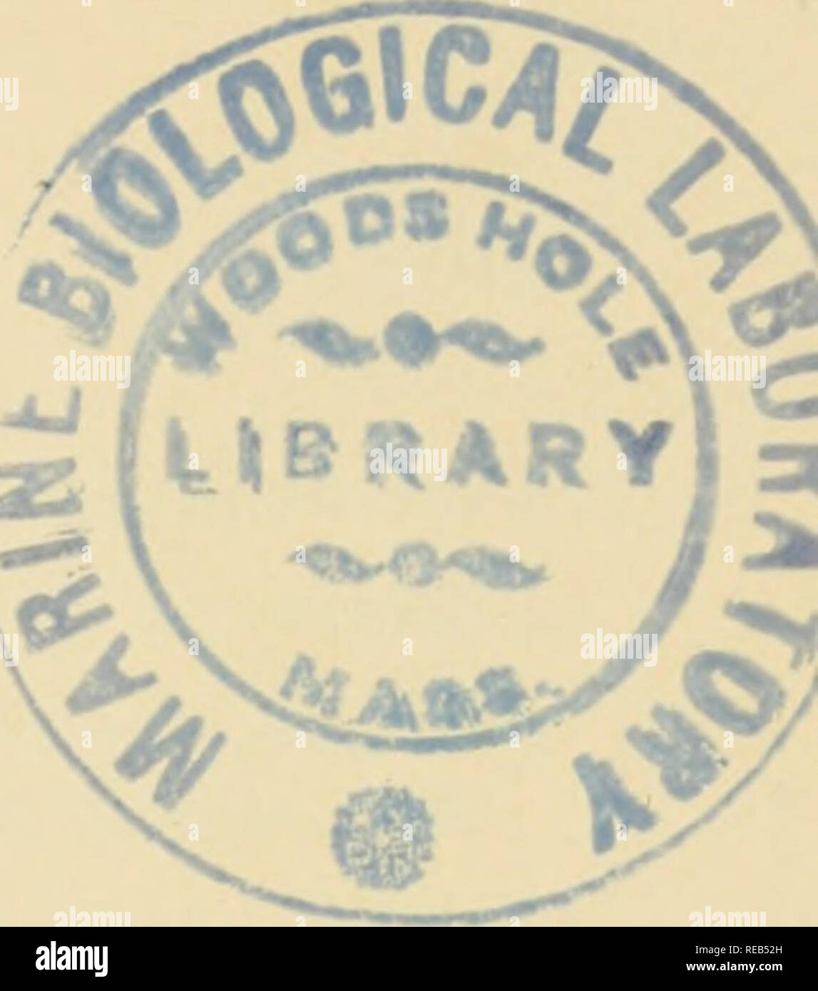 Shell left in sand hole hi-res stock photography and images - Alamy