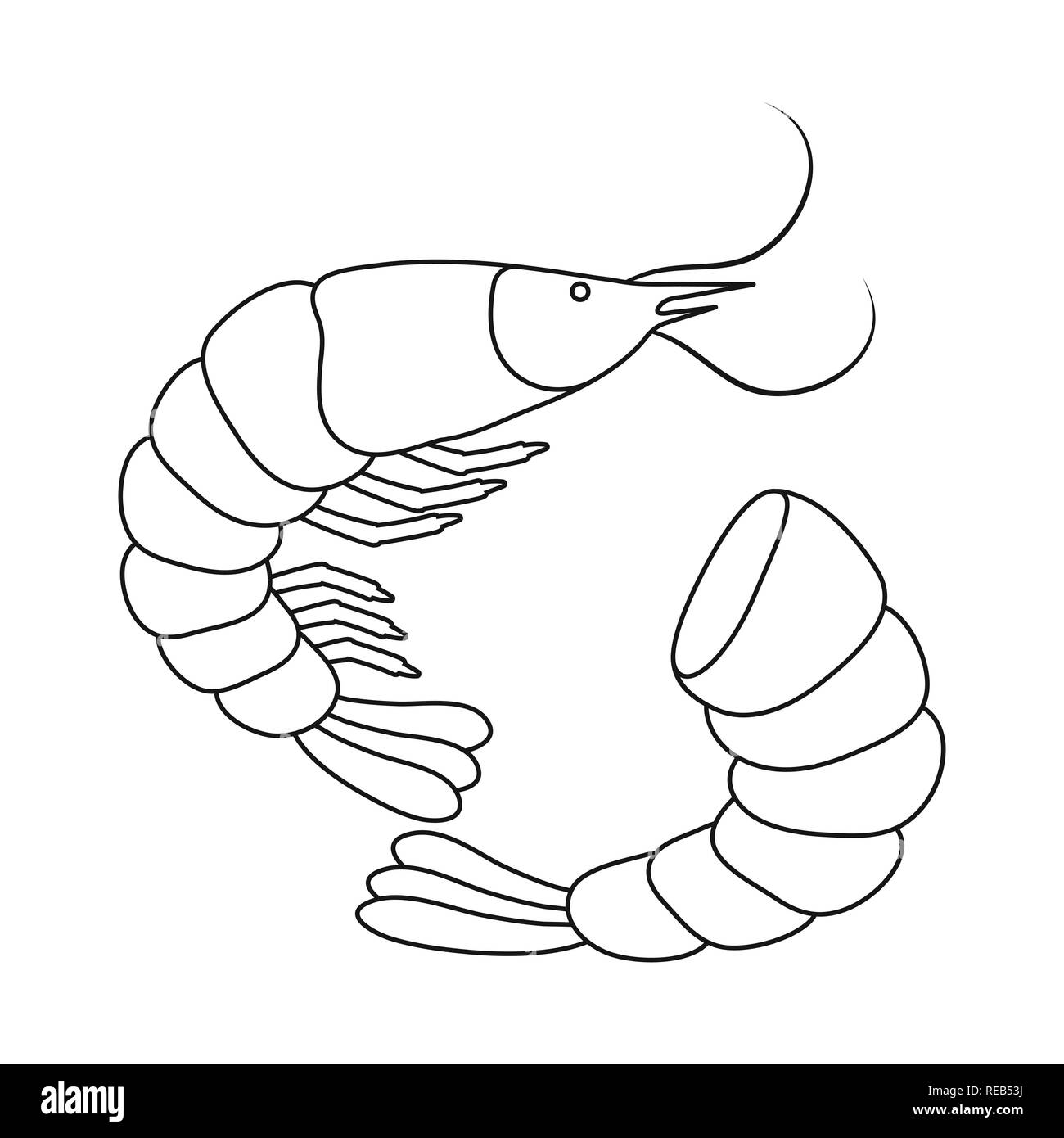 Cooked Shrimp Drawing