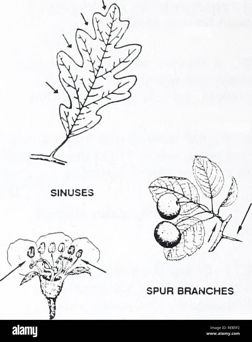 . Concord area trees and shrubs. Botany; Trees; Shrubs. SHRUB: A woody ...