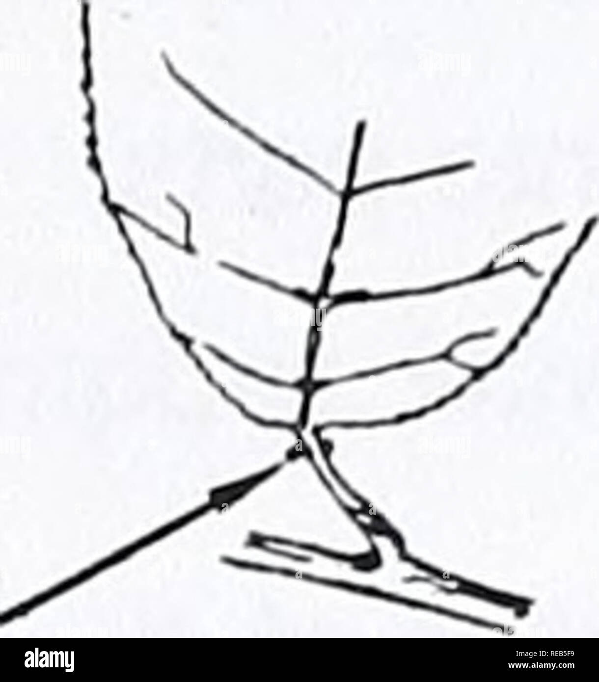 Double compound leaves hi-res stock photography and images - Alamy