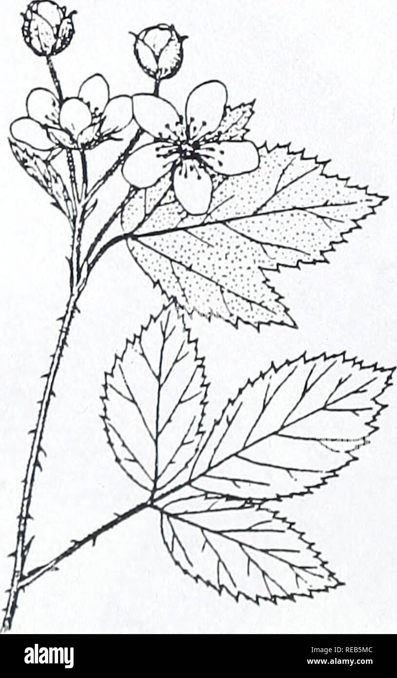 . Concord area trees and shrubs. Botany; Trees; Shrubs. DEWBERRY ...