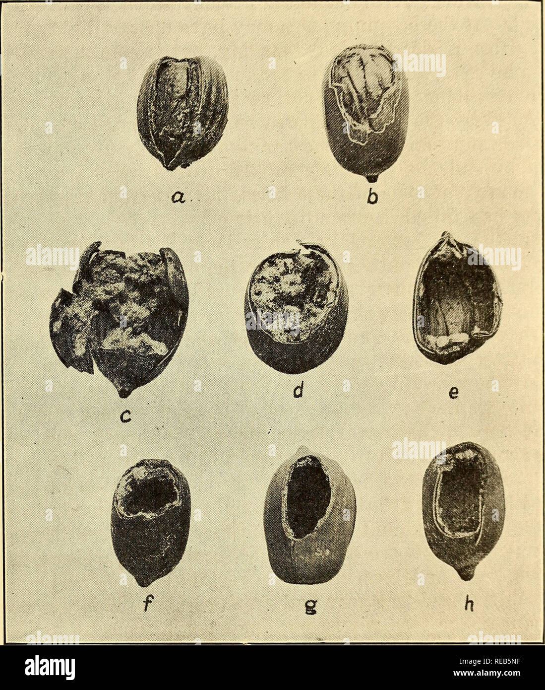 Acorn storing birds hi-res stock photography and images - Alamy