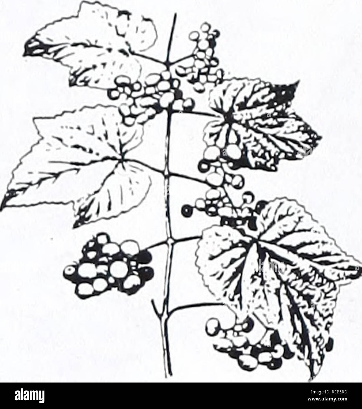 Vitis Riparia High Resolution Stock Photography and Images - Alamy