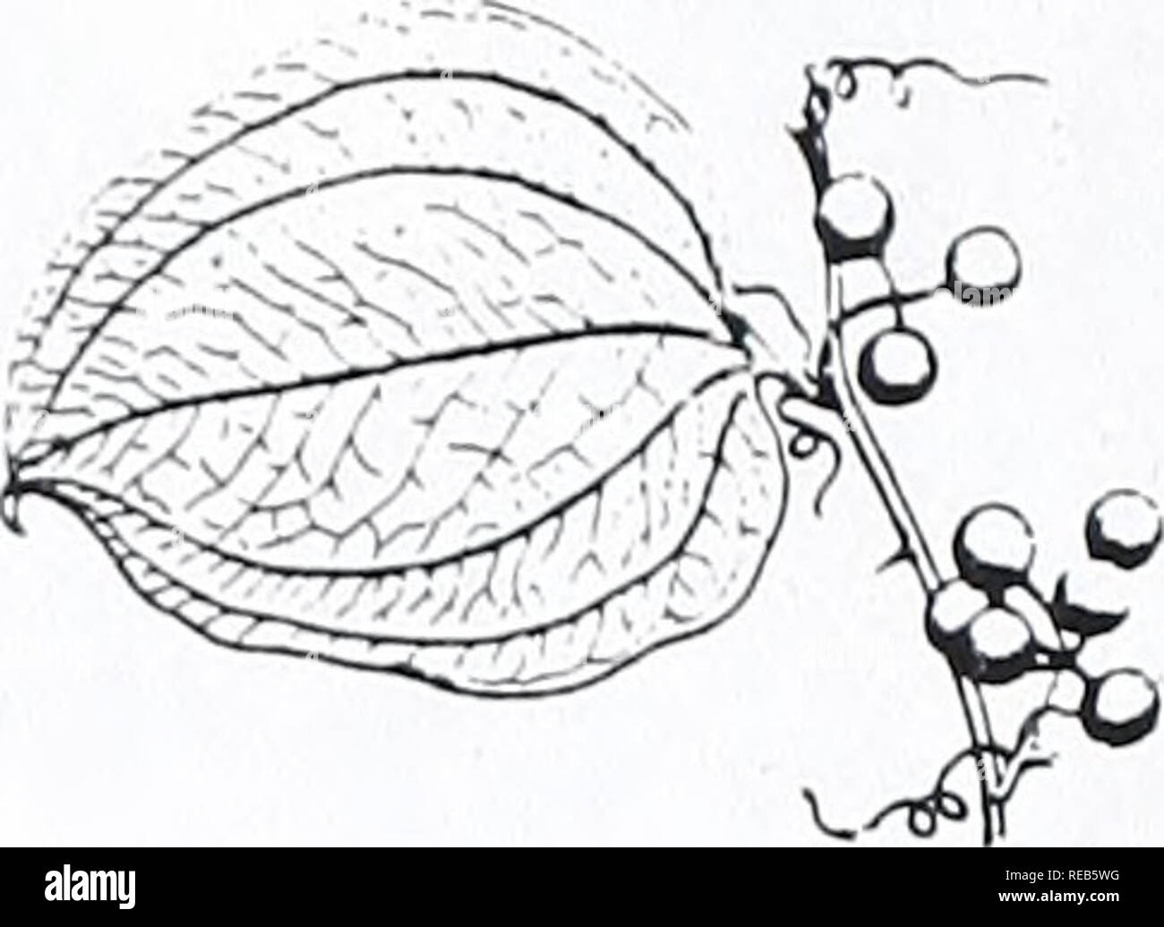 Somewhat poisonous hi-res stock photography and images - Alamy