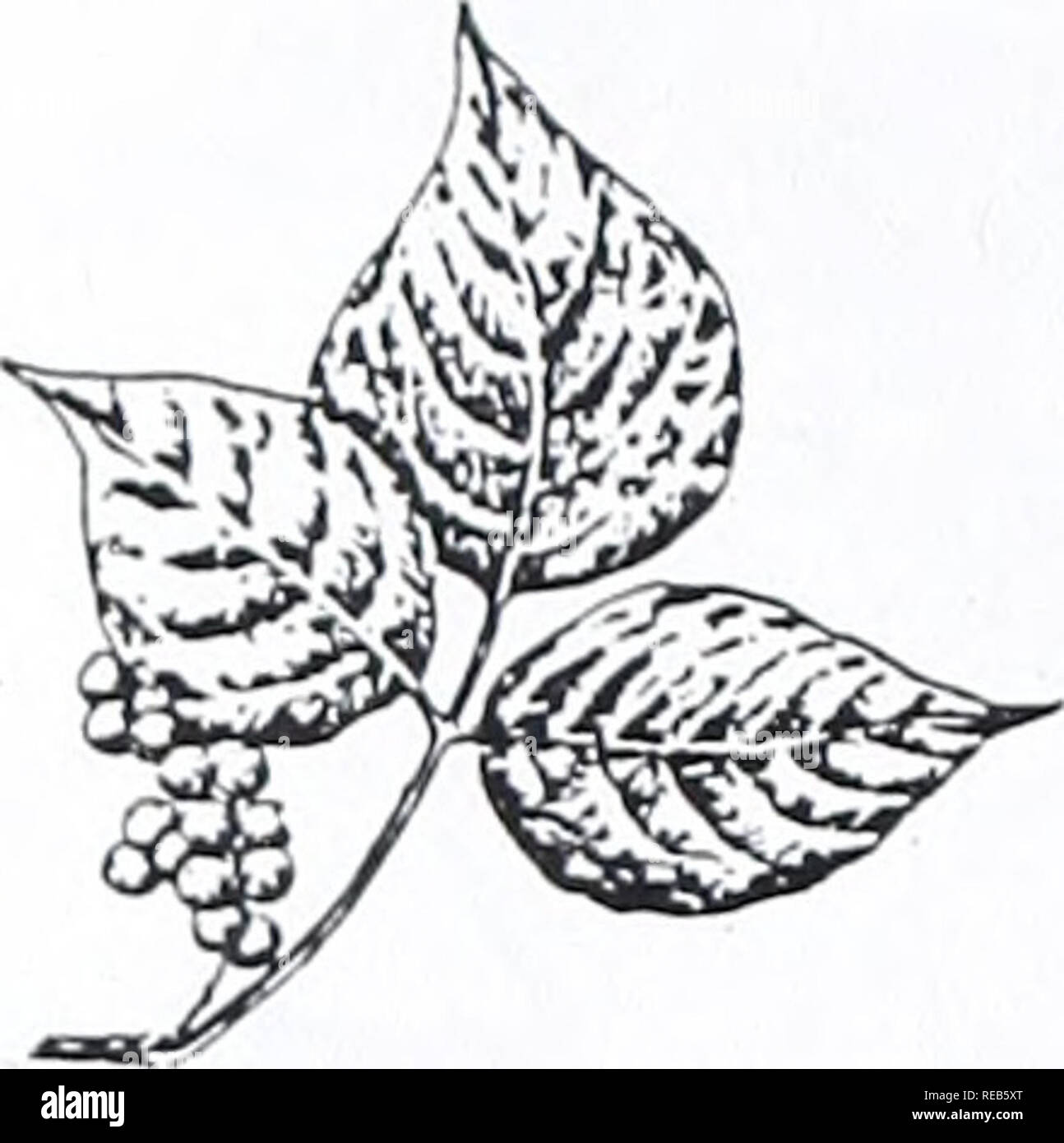 Poison Ivy Vine Drawing