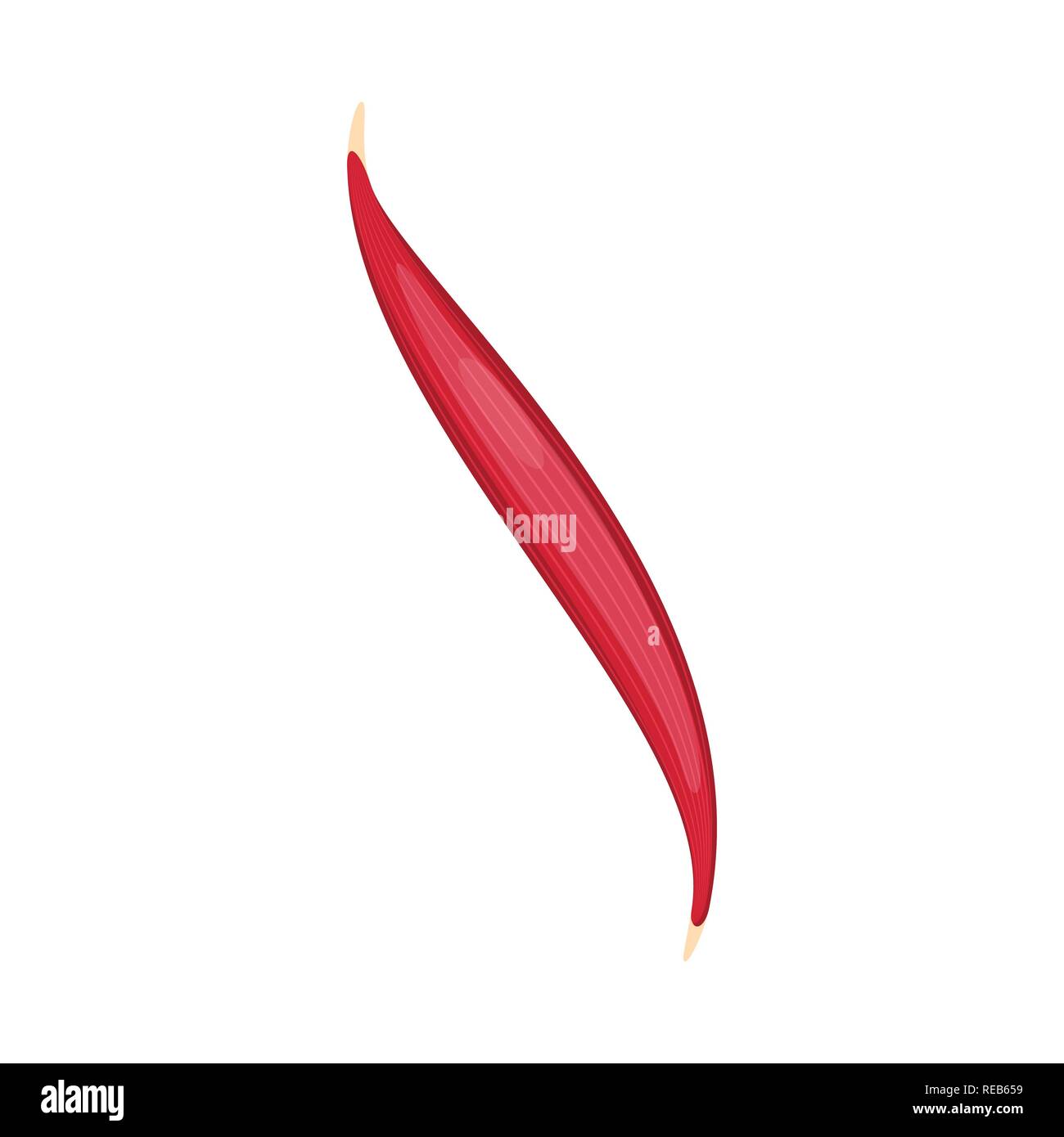 male,female,fitness,workout,gain,chest,triceps,biceps,deltoid,pectoral ...